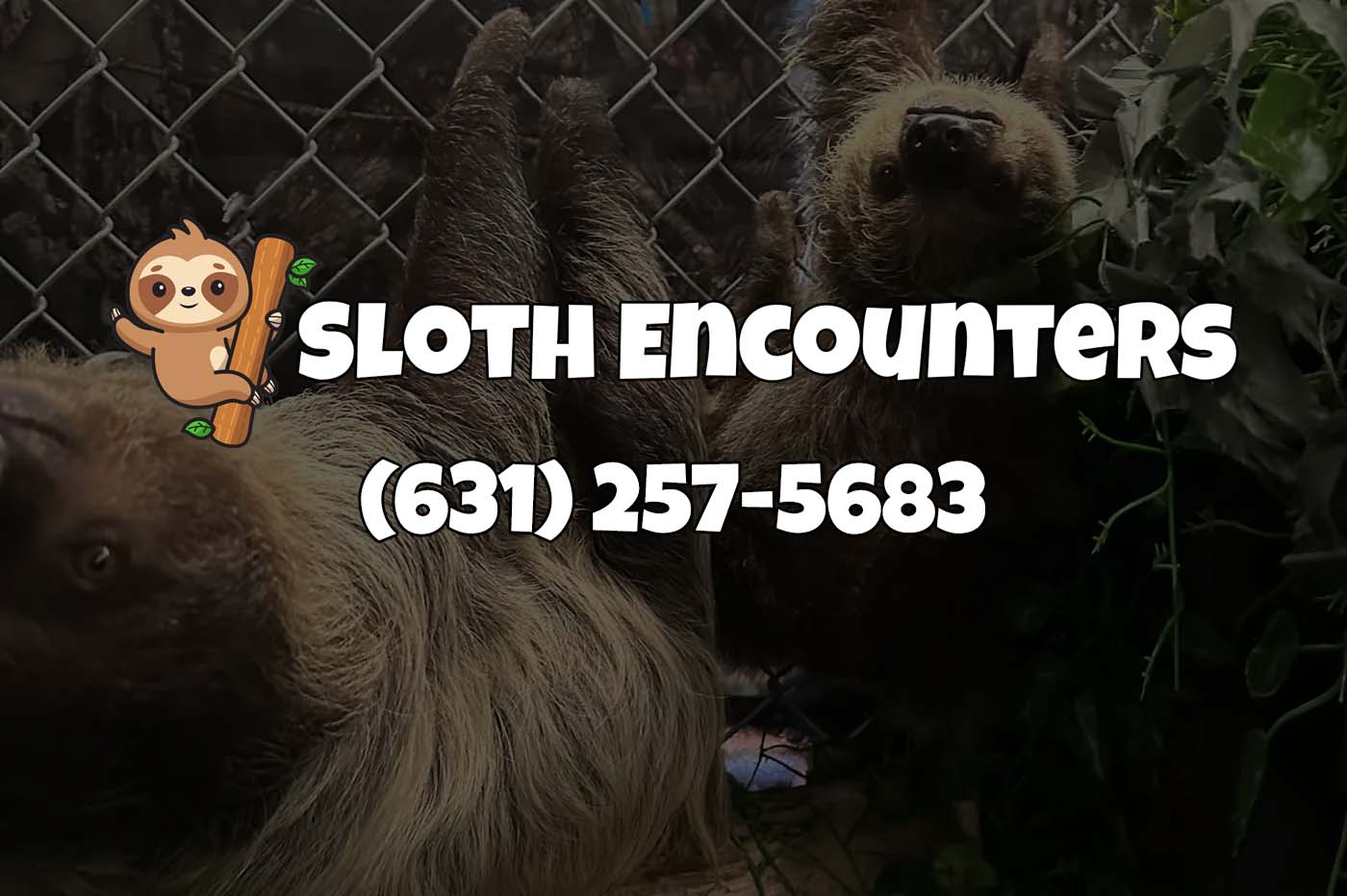 Sloth Encounters | Experience Up-Close Animal Encounters with Adorable ...